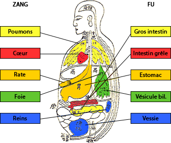 Les théories de la Médecine Traditionnelle Chinoise - Terre d’Asie